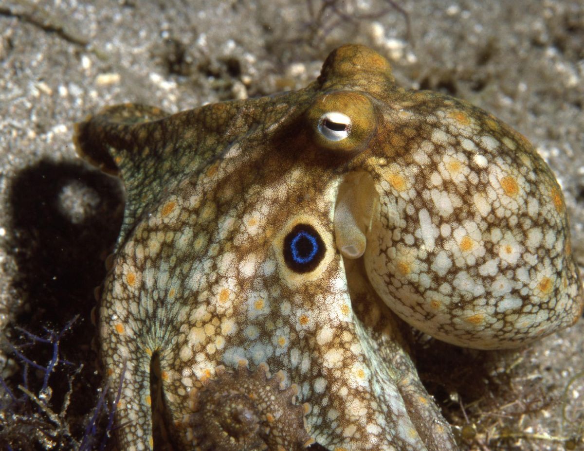 Octopuses Can Rewire Their 'Brains' by Editing Their Own RNA on The Fly ...