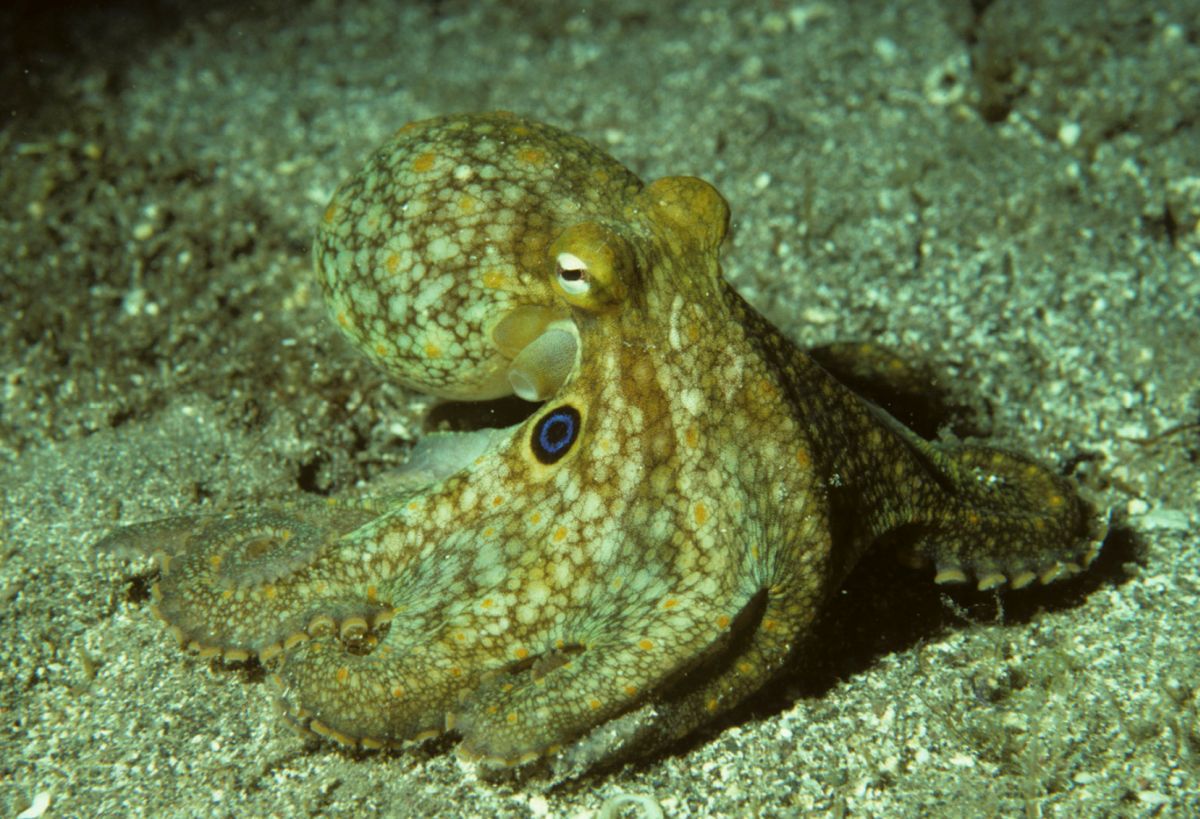 Octopuses Can Rewire Their 'Brains' by Editing Their Own RNA on The Fly ...
