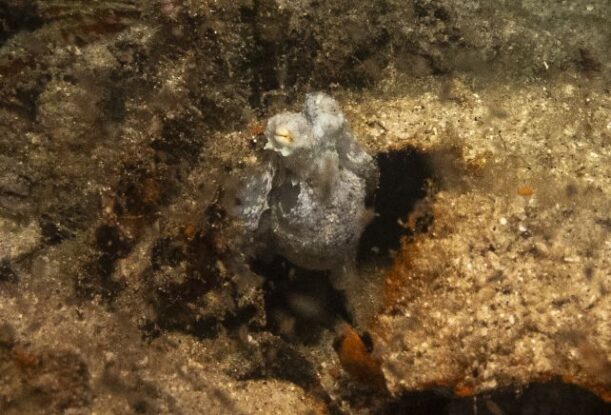 We Just Got Even More Evidence That Octopuses Dream, And It Looks ...