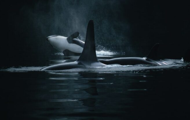 These 4 Mind-Blowing Facts Show Just How Smart Orcas Really Are ...