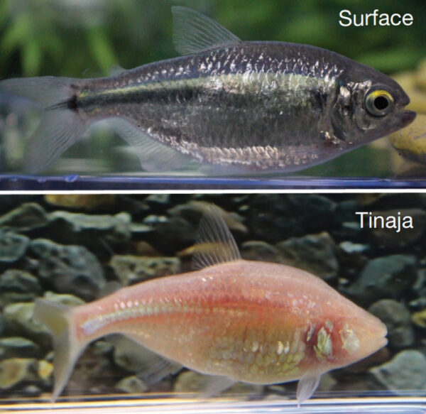 This Blind Fish Lives in Darkness, But Somehow It Can Still Perceive ...