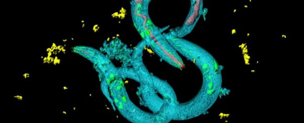 Ancient Worm Resurrected After 46,000 Years of Death-Defying Limbo ...