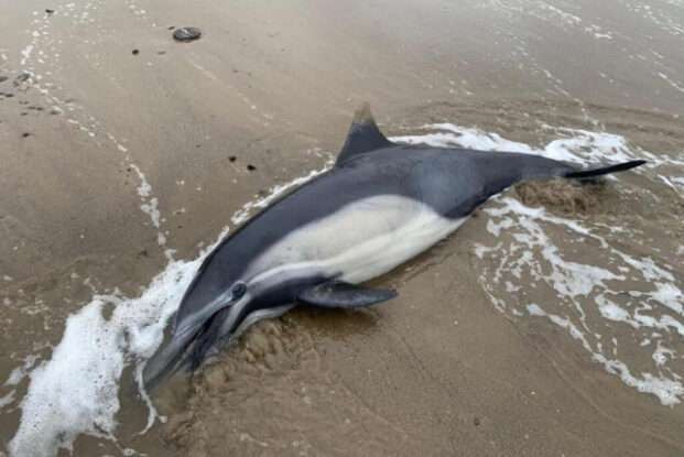 A Neurotoxin Is Causing Sea Lions to Bite People in California ...