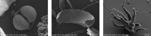 Scientists Discover The Oldest 3D Microfossils Ever Found : ScienceAlert