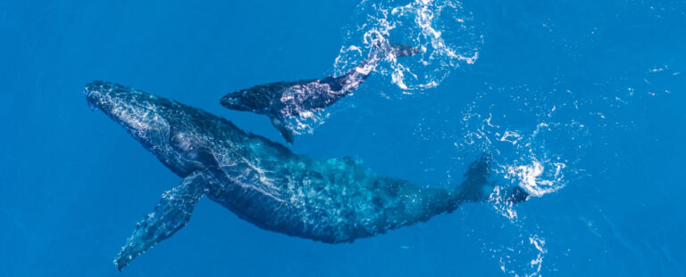Scientists Capture Incredibly Rare Footage of a Humpback Whale Nursing ...