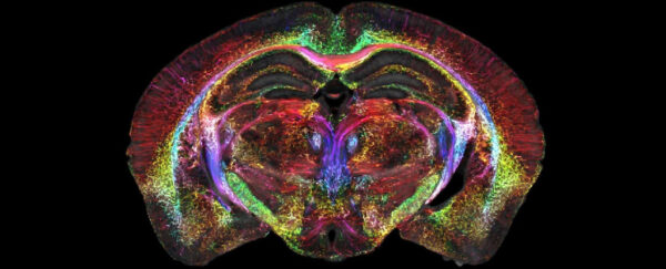 Living a Varied Life Boosts Brain Connectivity in Mice : ScienceAlert