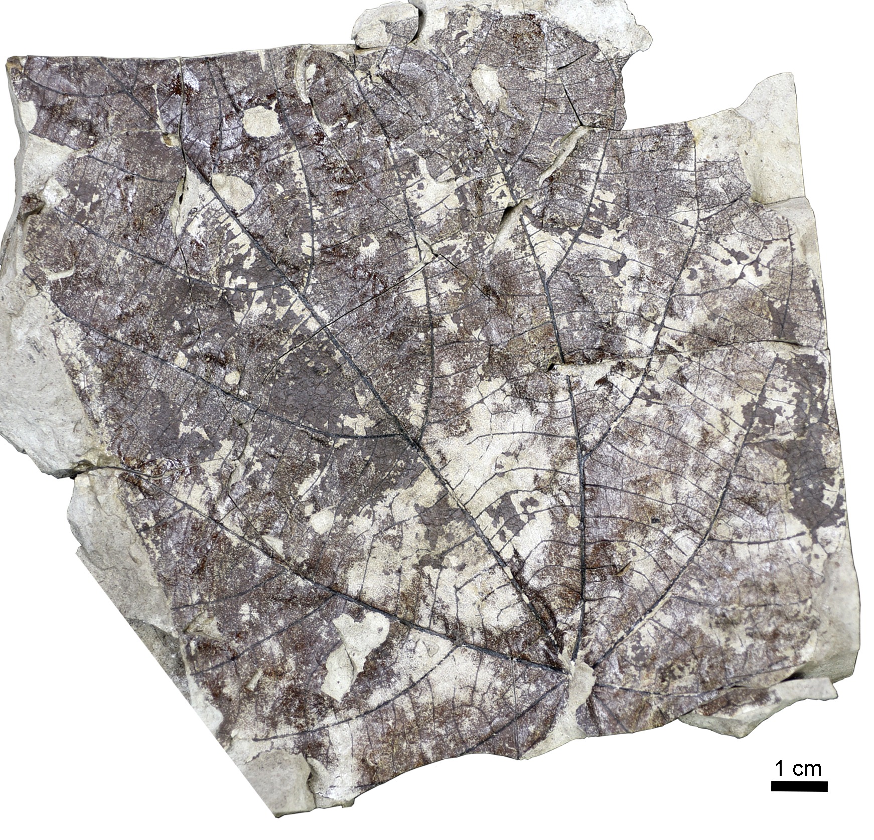 Exquisitely Preserved Fossil Forest Uncovered in Japan : ScienceAlert