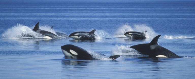 Fragile Population of North American Orcas Threatened by Mysterious ...