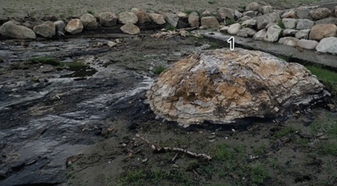 Exquisitely Preserved Fossil Forest Uncovered in Japan : ScienceAlert