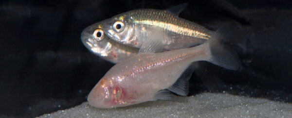 This Blind Fish Lives in Darkness, But Somehow It Can Still Perceive ...
