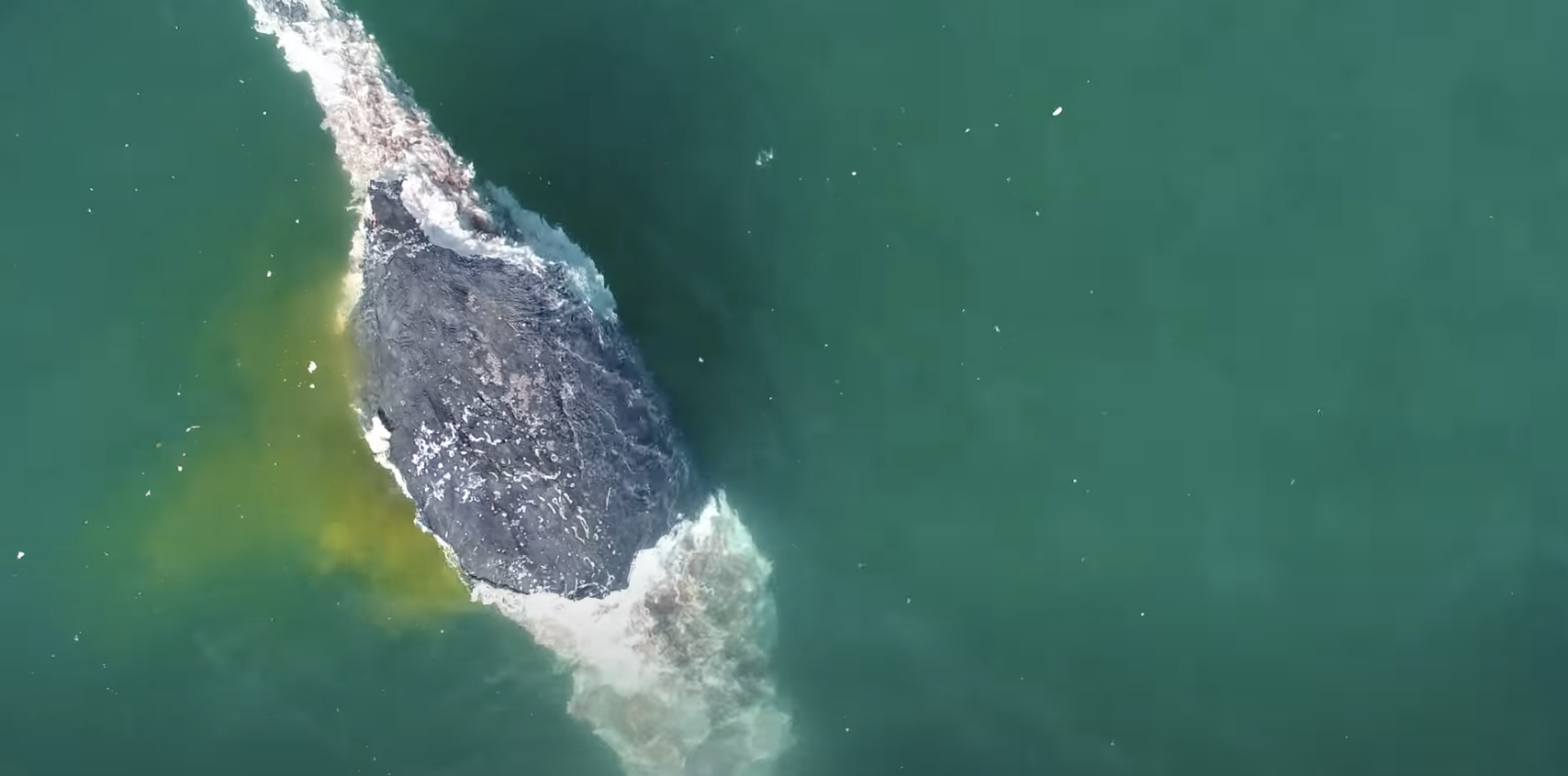 Observa a decenas de tiburones alimentándose del cadáver de una ballena ...