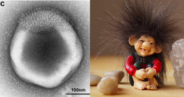 Freakishly Large Viruses With Arms And Tails Found in Massachusetts ...