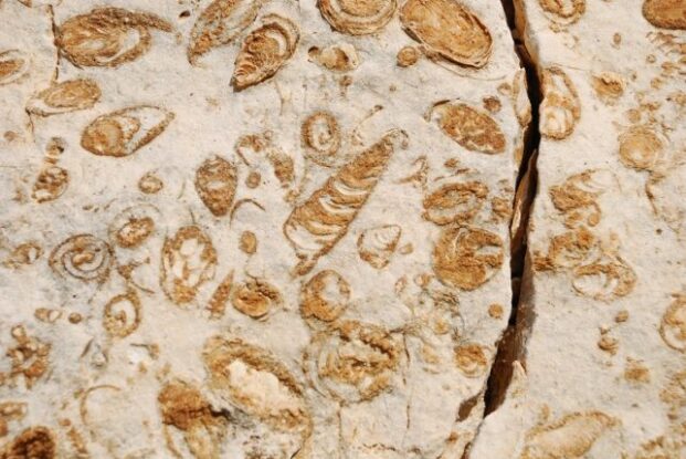 An Explosion of Life Happens on Earth Every 36 Million Years. Now We ...