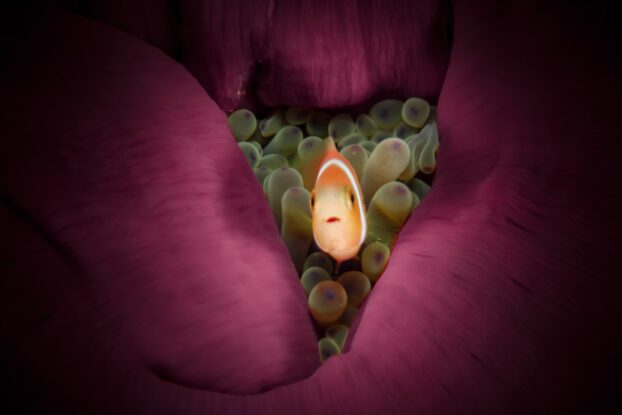 Researchers Identify The Most Voracious Predator The Earth Has Ever ...