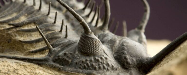 Ancient Trilobites Had Crystal Eyes, And They're Still a Mystery ...