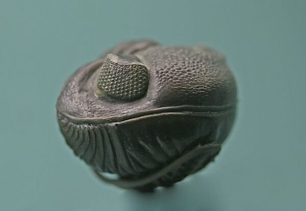 Ancient Trilobites Had Crystal Eyes, And They're Still a Mystery ...