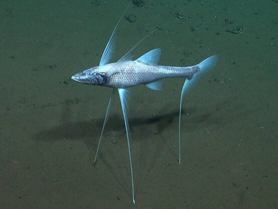 Rare Deep-Sea Octopus Nursery Found Off The Coast of Costa Rica ...