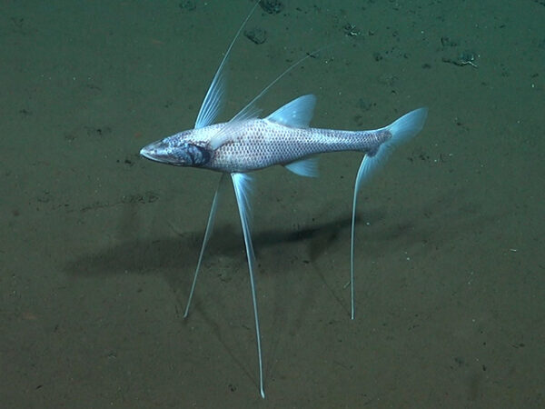Rare Deep-Sea Octopus Nursery Found Off The Coast of Costa Rica ...