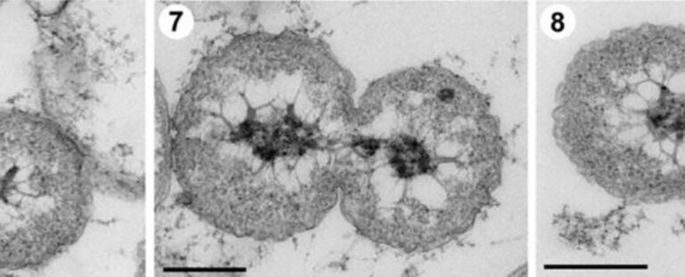 Mysterious Species of Marine Bacteria Discovered Deep in The Ocean ...