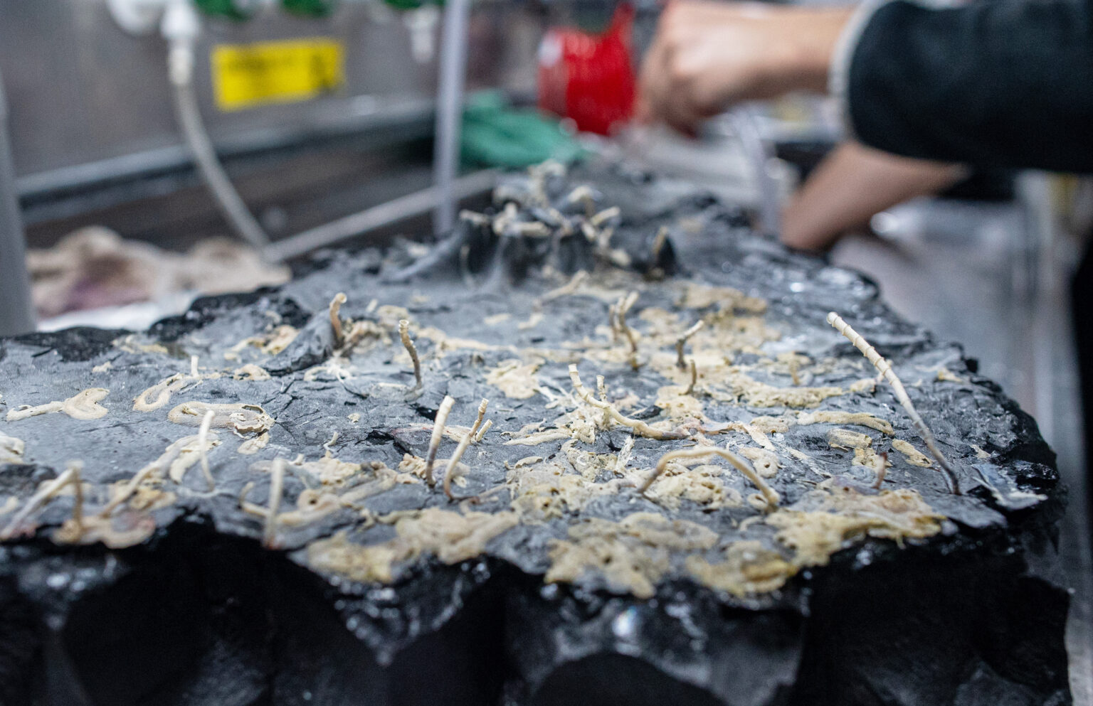 Scientists Find A Whole New Ecosystem Hiding Beneath Earth's Seafloor ...