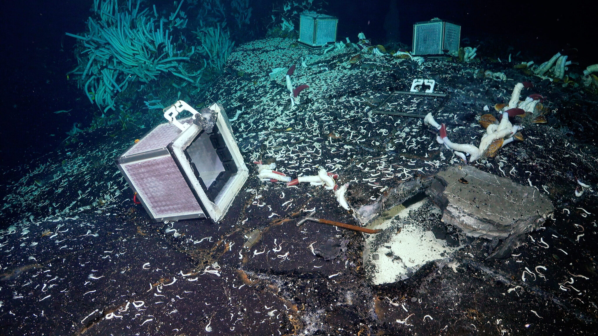 Scientists Find A Whole New Ecosystem Hiding Beneath Earth's Seafloor ...