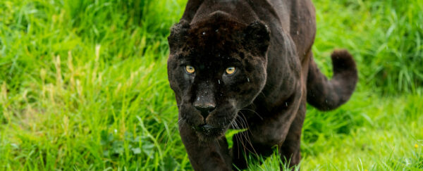Claims of Big Cats in The UK Keep Cropping Up. So What's The Truth ...