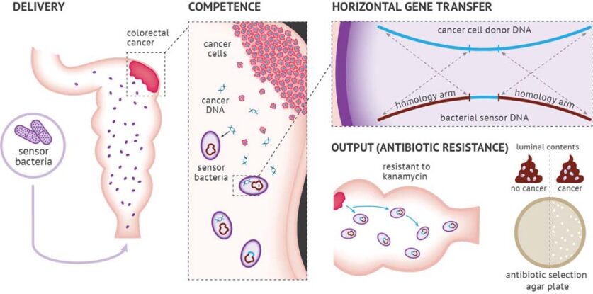 'Trained' Bacteria Could One Day Hunt For Cancers Inside Our Bodies ...