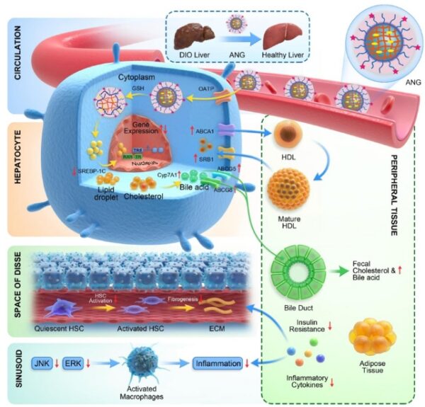 New Drug Reverses Obesity And Lowers Cholesterol in Mice Despite High ...