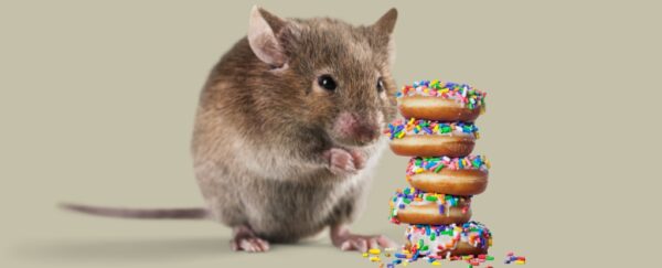 Scientists Develop Drug That Prevents Weight Gain in Junk-Food-Eating ...