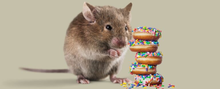 Scientists Develop Drug That Prevents Weight Gain in Junk-Food-Eating ...