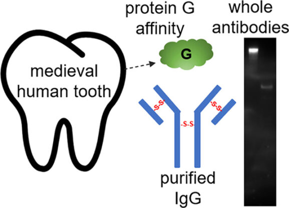 Teeth Can Preserve The Signal of Pathogens For Hundreds of Years, Study ...