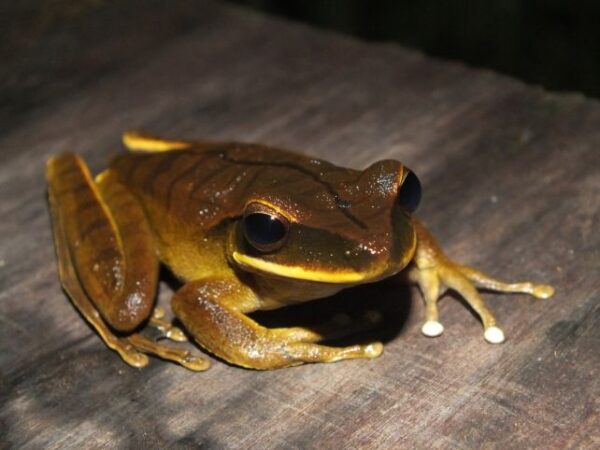Frogs Glow at Twilight, Perhaps to Find Each Other in The Shadows ...