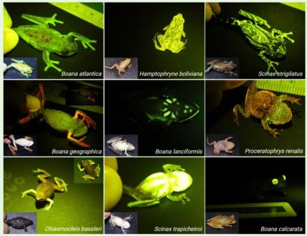 Frogs Glow at Twilight, Perhaps to Find Each Other in The Shadows ...