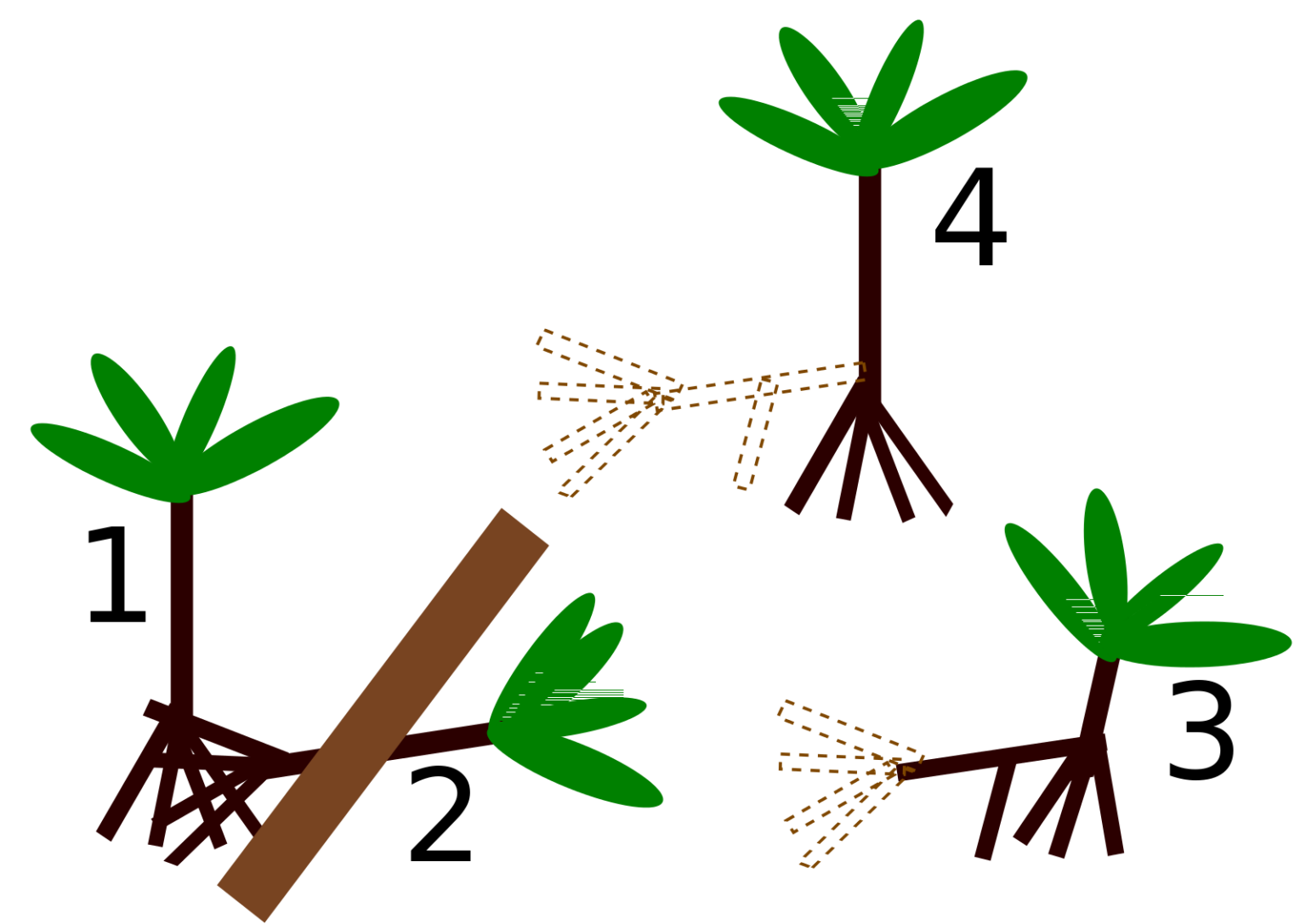 A Persistent Rumor Suggests This Tree Can Walk Around, But Is It True ...