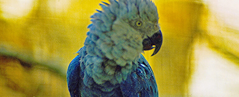 Mass Extinction: Entire Branches on Tree of Life Are Dying, Scientists ...