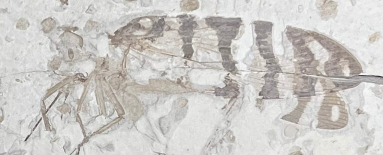 Fossils Preserve The Original Color Patterns of Insects, Scientists ...
