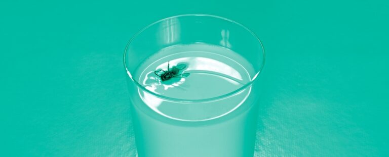 If a Fly Lands in Your Drink, Should You Still Drink It? : ScienceAlert