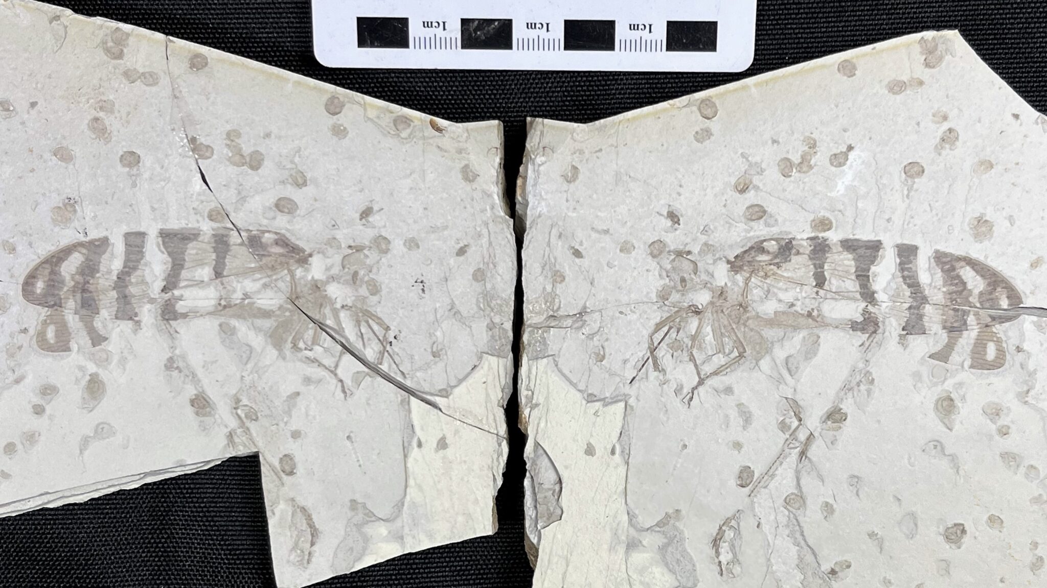 Fossils Preserve The Original Color Patterns of Insects, Scientists ...