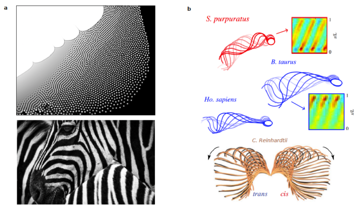 Mathematicians Find Strange Link Between Zebra Stripes And Sperm Tails ...