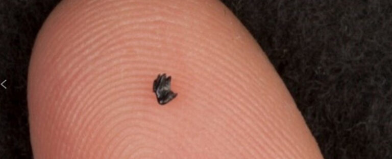 Tiny 'Ice Mouse' With Teeth The Size of Sand Grains Lived Alongside The ...