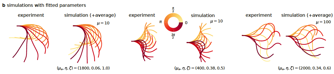 Mathematicians Find Strange Link Between Zebra Stripes And Sperm Tails ...