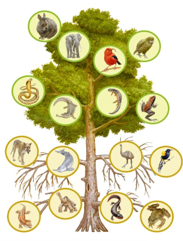 Mass Extinction: Entire Branches on Tree of Life Are Dying, Scientists ...
