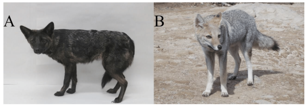 Curious Canine in Brazil Turns Out to Be a First-of-Its-Kind Hybrid ...