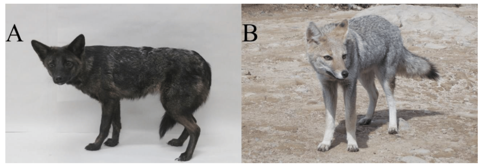 Curious Canine in Brazil Turns Out to Be a First-of-Its-Kind Hybrid ...
