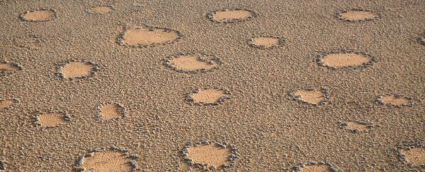 Atlas of Mysterious Fairy Circles Shows They're More Widespread Than We ...