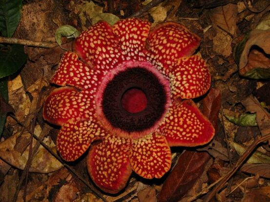 Weird, Fleshy Plant Parasite Has One of The Weirdest Genomes to Date ...