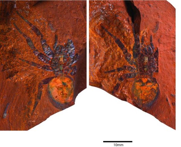 Fossil of a 'Giant' Trapdoor Spider Found in Australia, And Just Look ...