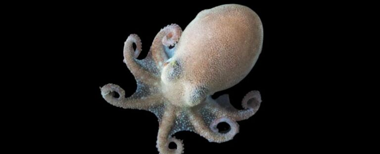 Antarctic Octopuses Survive in Earth's Coldest Ocean Without Freezing ...