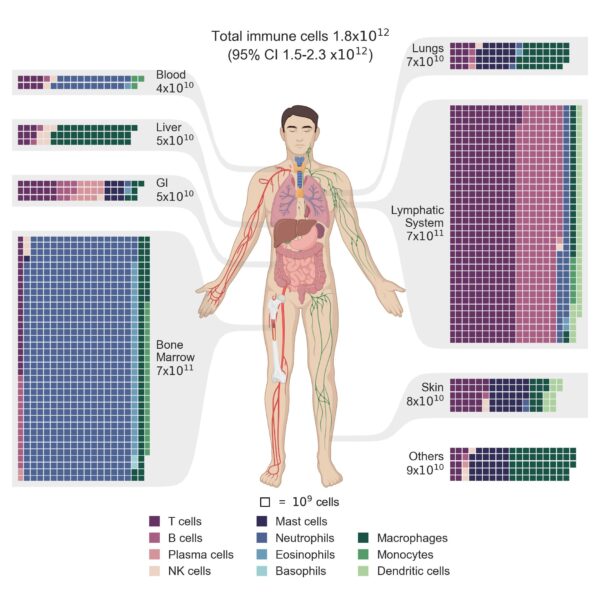 The Immune System Weighs The Same as a Pineapple, Study Finds ...