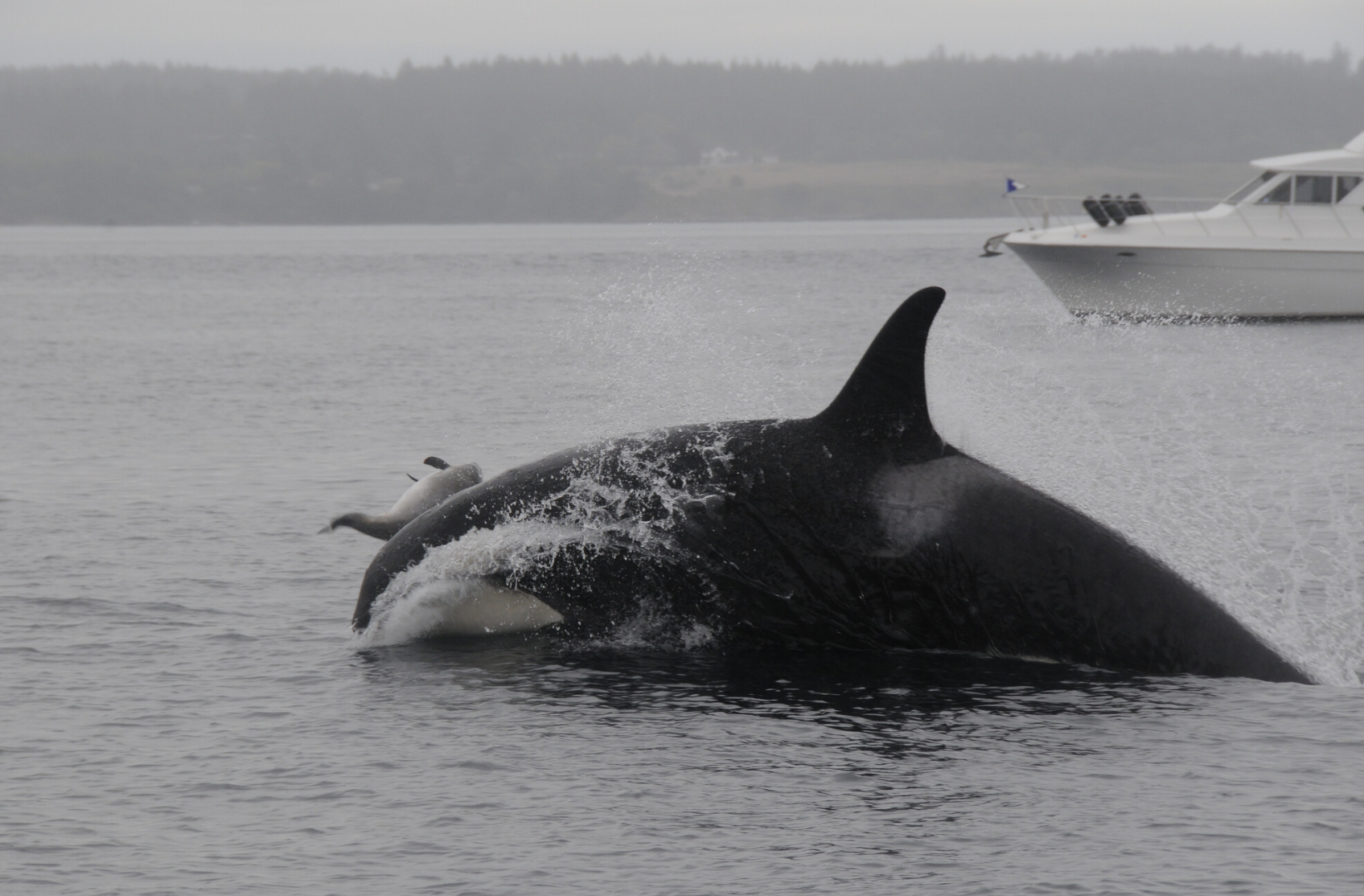 Orcas Are Bullying Porpoises to Death in The Pacific For No Clear ...